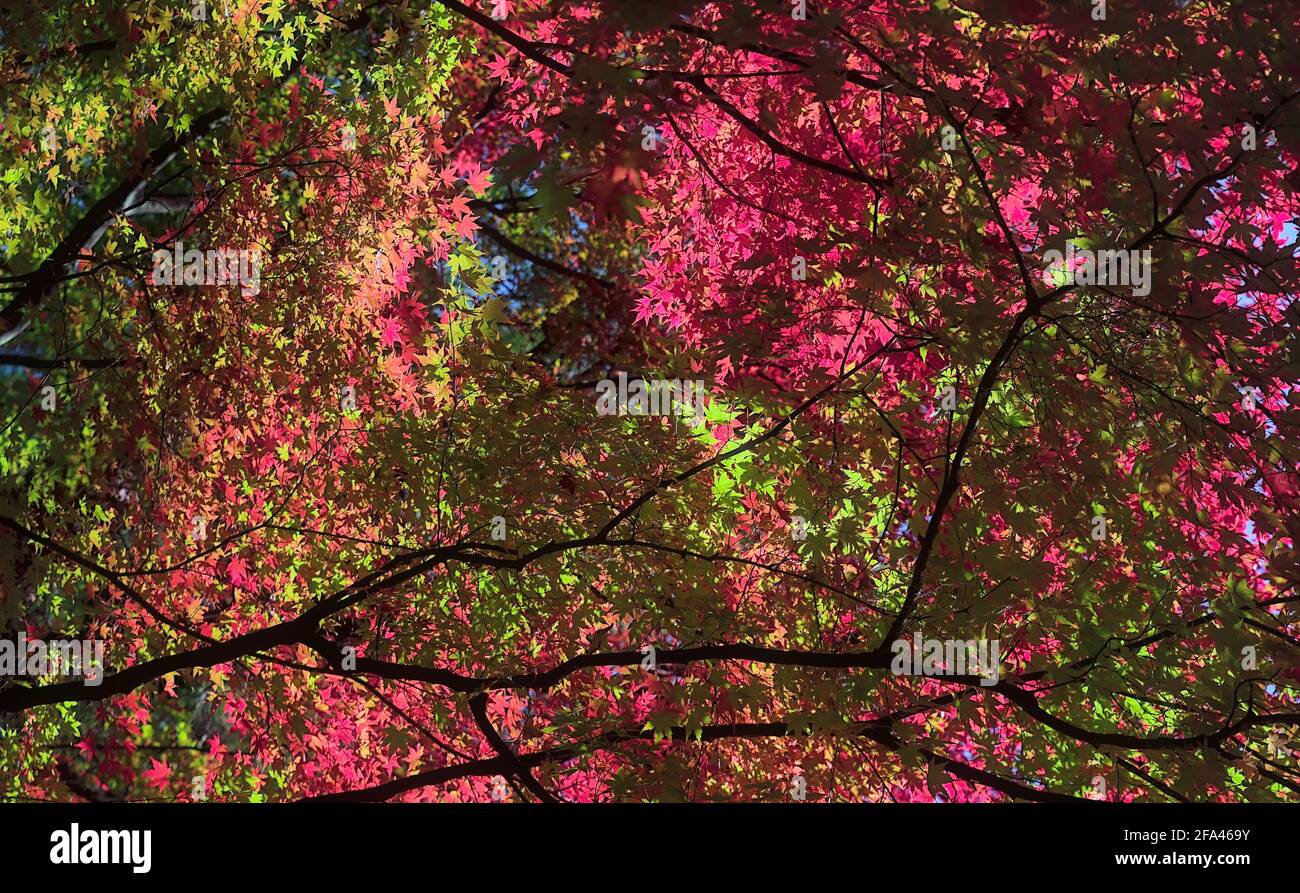 Trees looking up leaves hi-res stock photography and images - Alamy