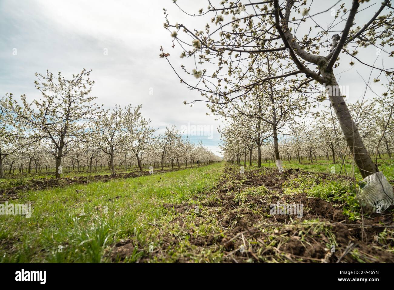 Cherry plantation orchard low angle view on row of trees in bloom with ...
