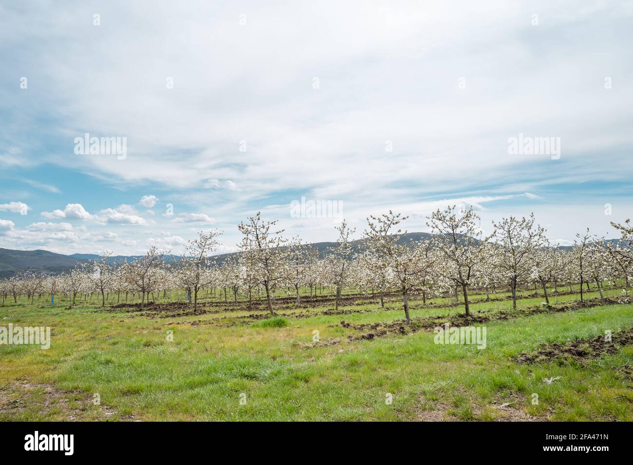 Cherry plantation low angle view on row of trees in bloom with white ...