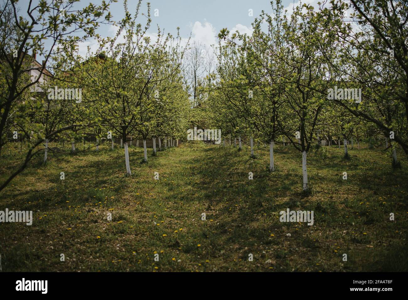 Beautiful garden with cherry trees in summer Stock Photo - Alamy