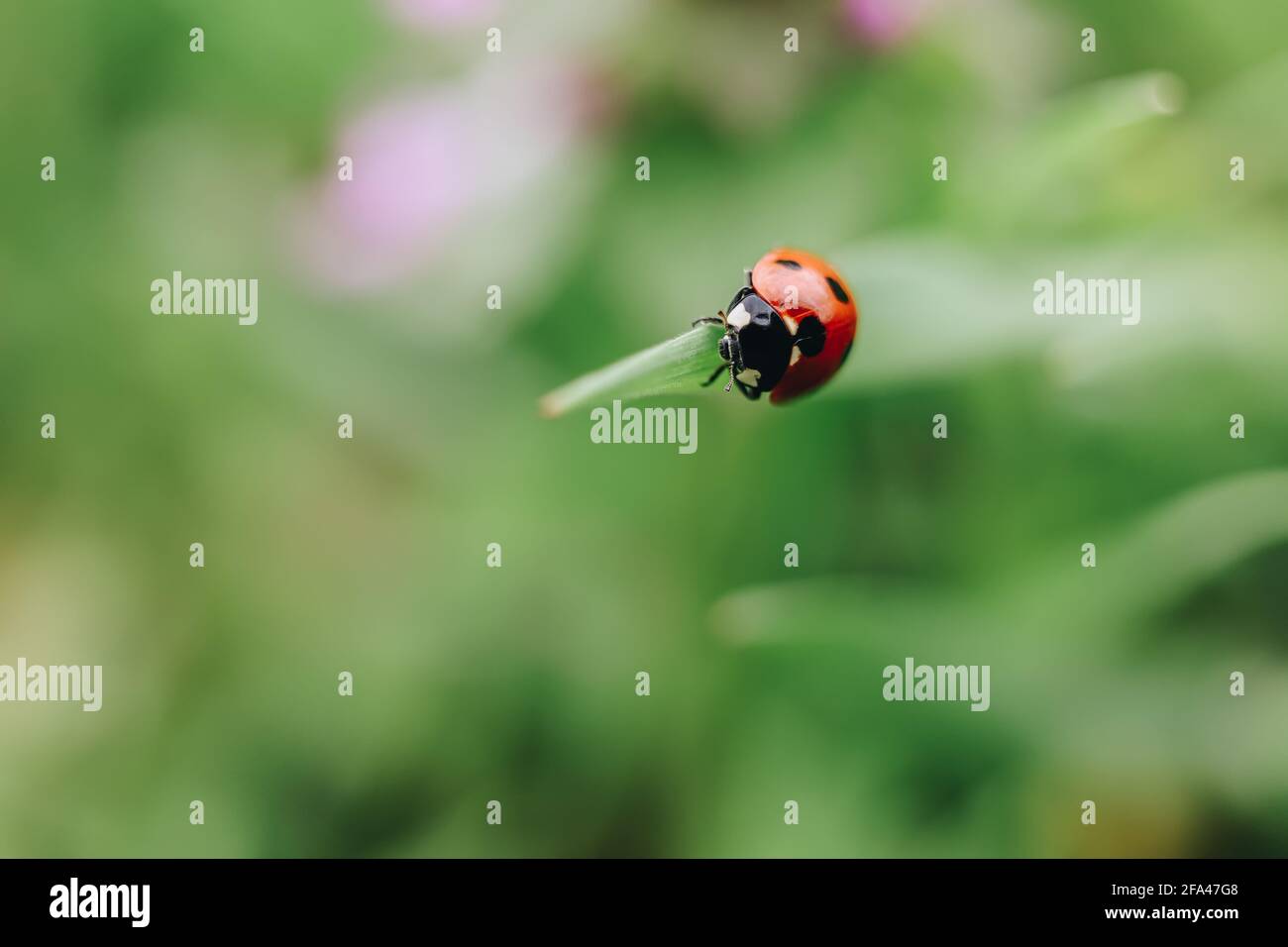 Red ladybug insect with black dots sit on blade of grass at green ...