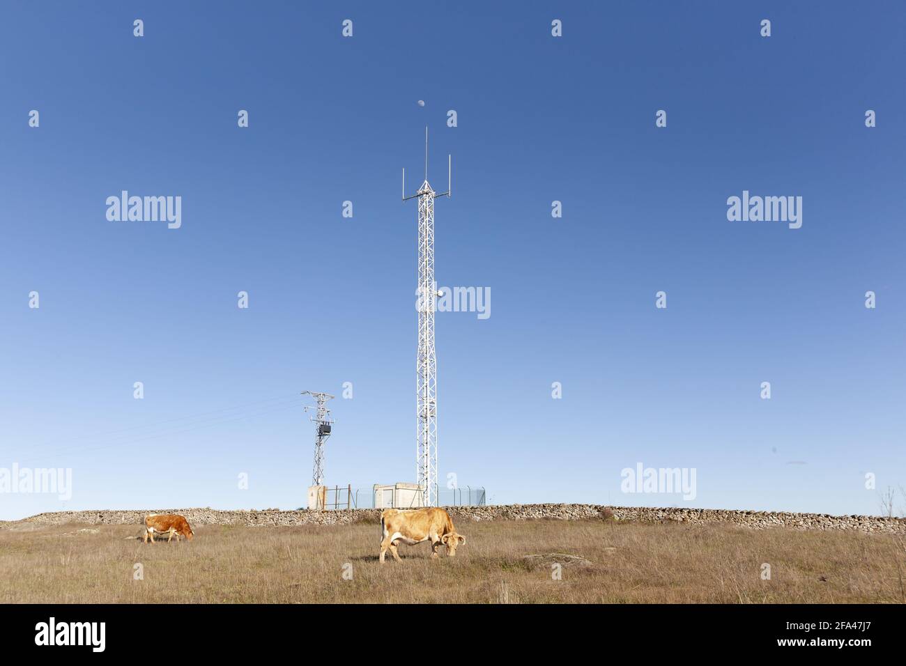 Animal satellite transmitter hi-res stock photography and images - Alamy