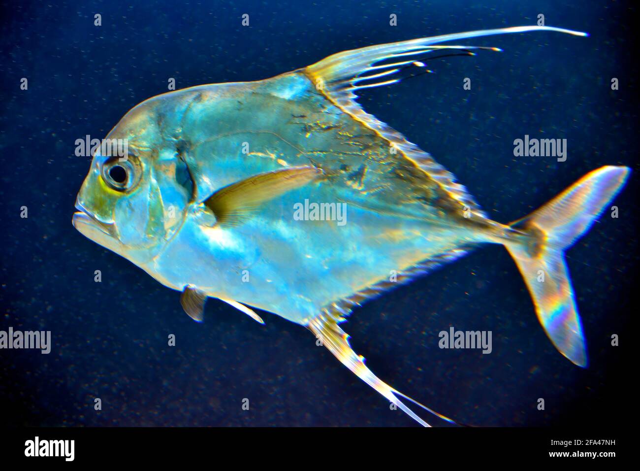 Pompano Fish High Resolution Stock Photography and Images - Alamy