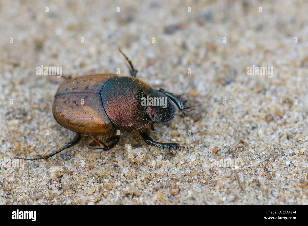 Beetle scarabeidae hi-res stock photography and images - Alamy