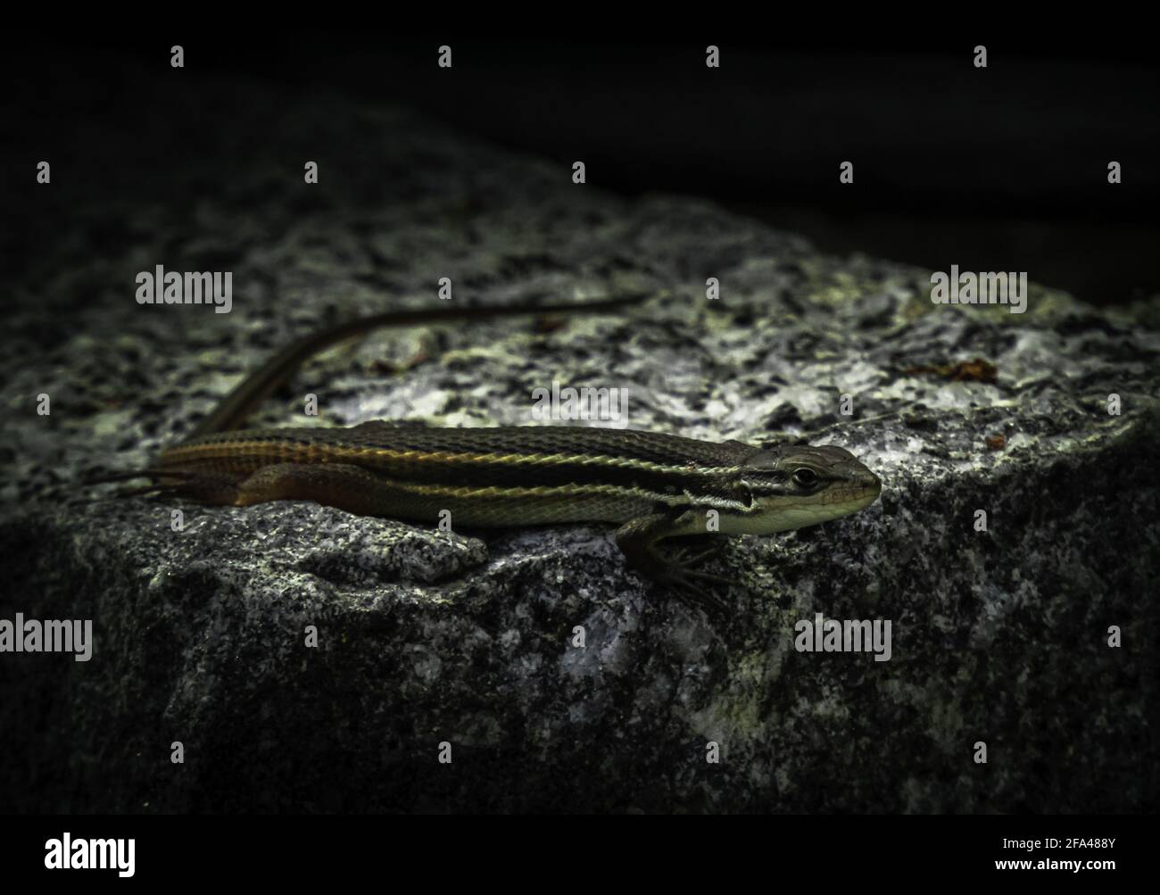 Common five-lined skink on the rock Stock Photo - Alamy