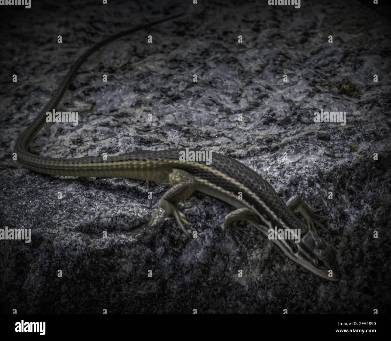 Desert grassland whiptail lizard (Aspidoscelis uniparens) on the rock ...