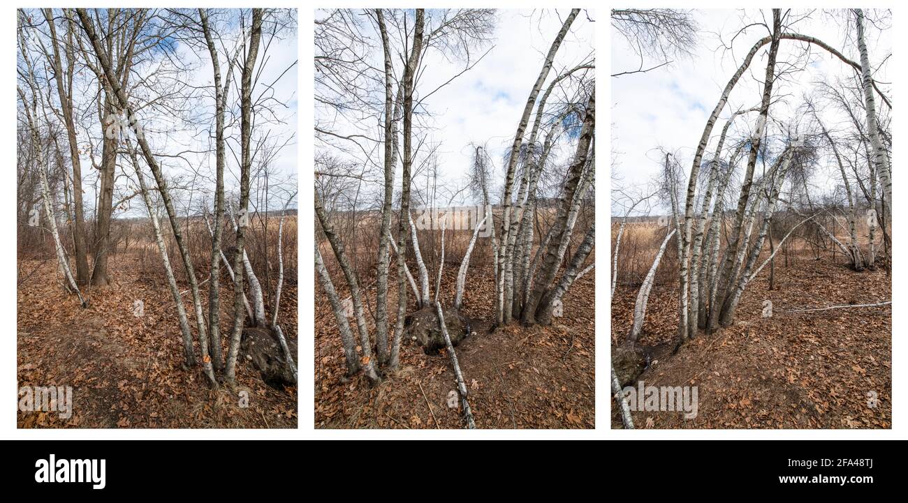 Triptych trees hi-res stock photography and images - Alamy
