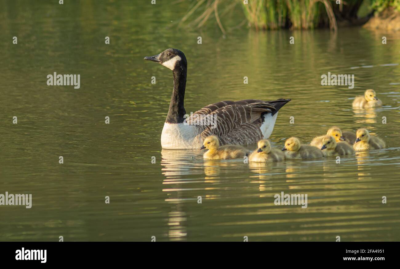 Mother duck swimming with her adorable small ducklings in the lake ...