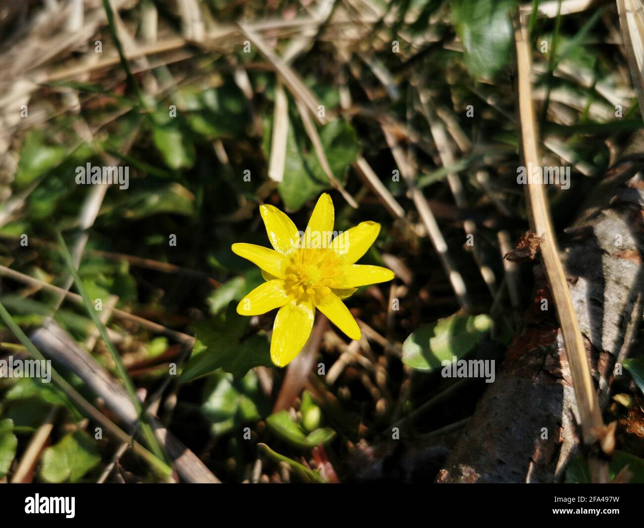 Yellow Ficaria flower grown in the garden Stock Photo - Alamy