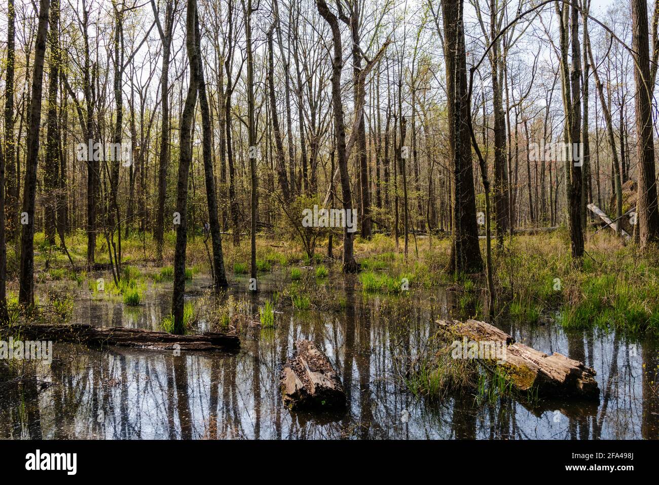 Huntley meadows park photography hi-res stock photography and images ...