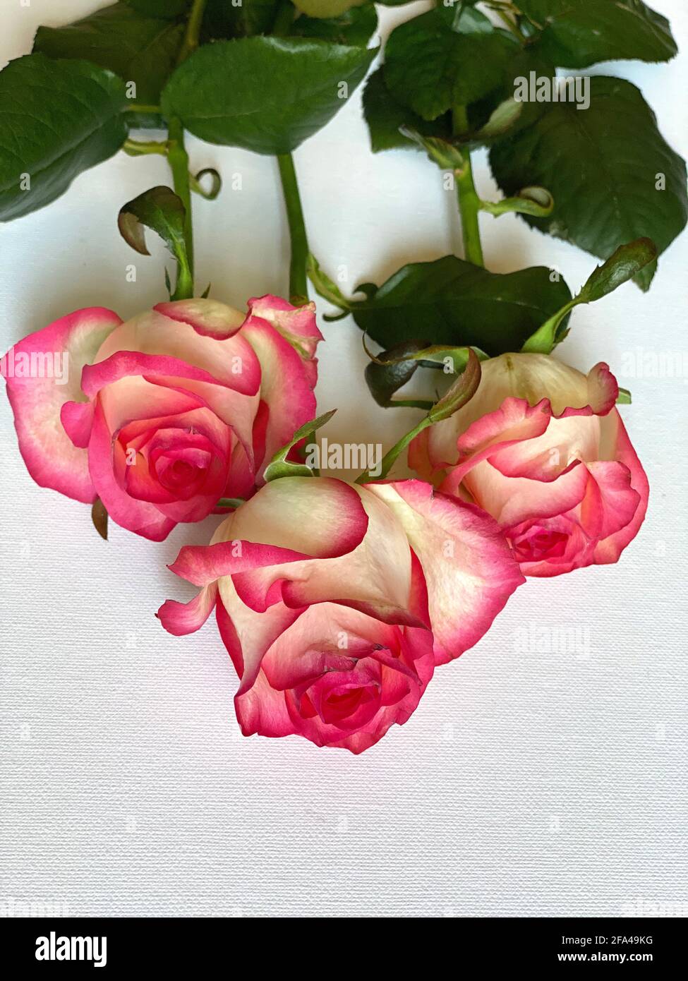 Three pink roses. Roses with edging Stock Photo - Alamy