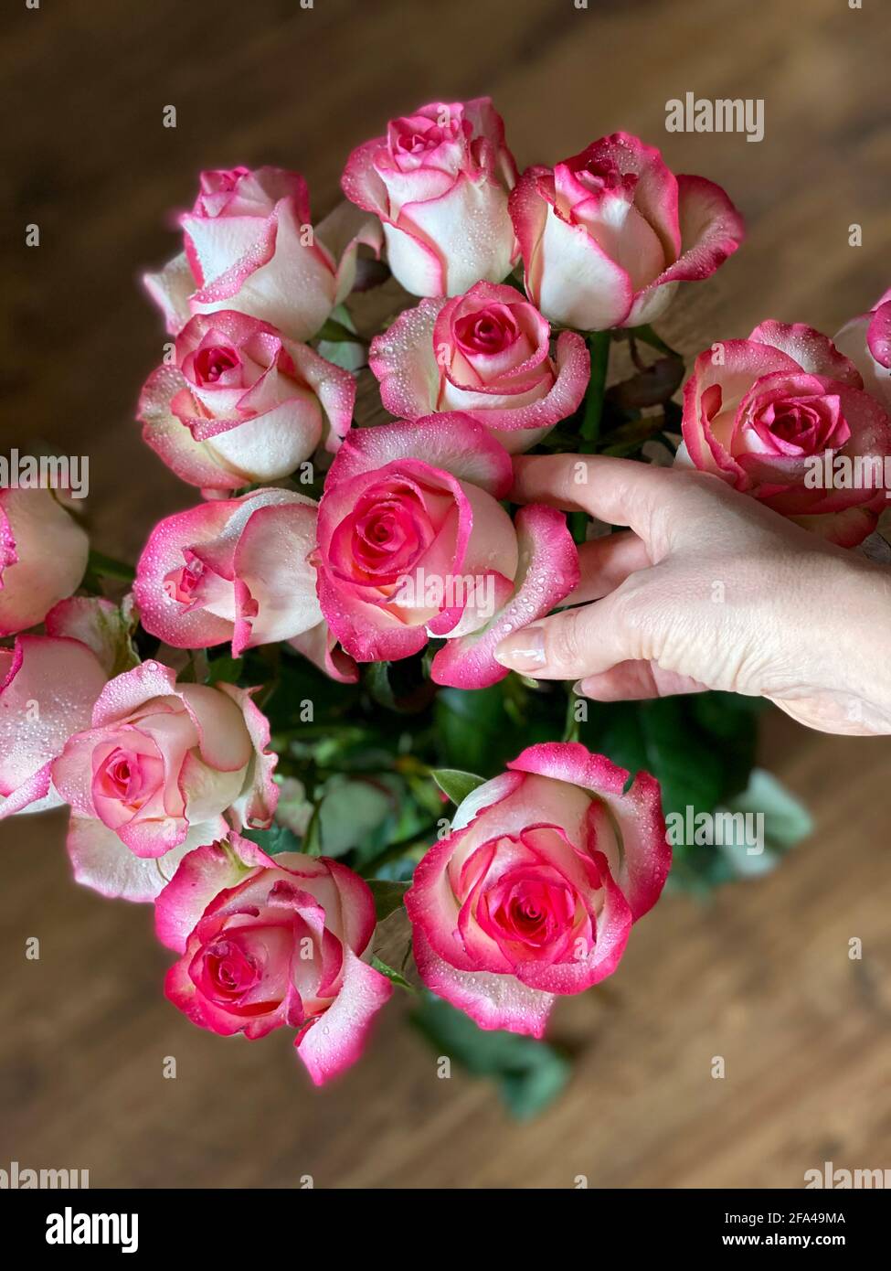 Woman's hand touching a rose Stock Photo - Alamy