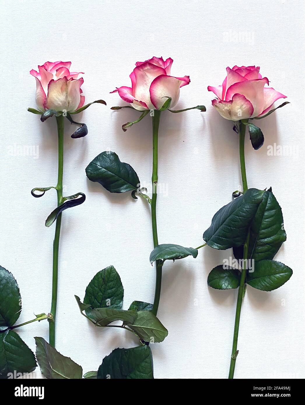 Three roses on a white background Stock Photo - Alamy