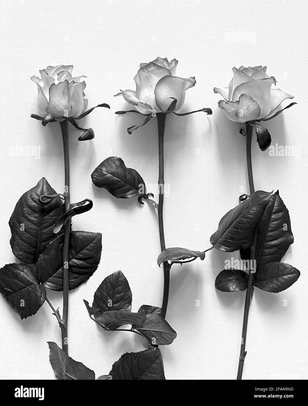 Three roses on white Black and White Stock Photos & Images - Alamy