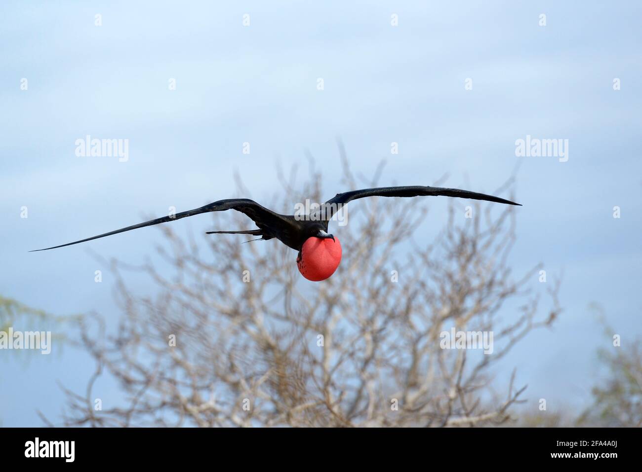 Magnificent Frigatebird (Fregata magnificens) male in flight with ...