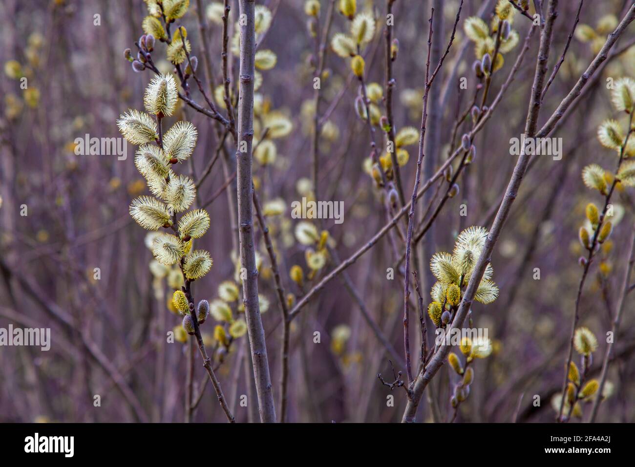 Willow branches covered with fluffy spring flowers Stock Photo - Alamy