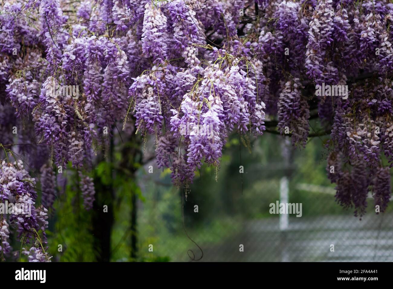 Purple wisteria plant blooming in the gardern Stock Photo - Alamy