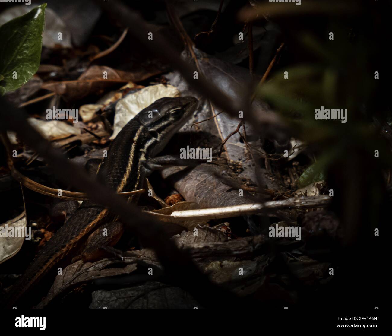 Common five-lined skink on the ground Stock Photo - Alamy