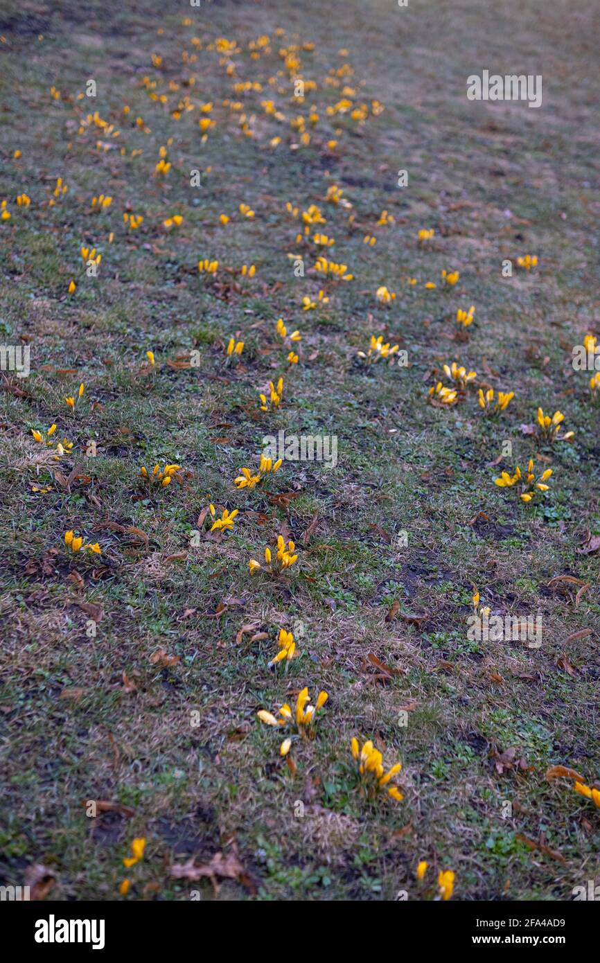 Vertical shot of yellow crocuses blooming in the field Stock Photo - Alamy