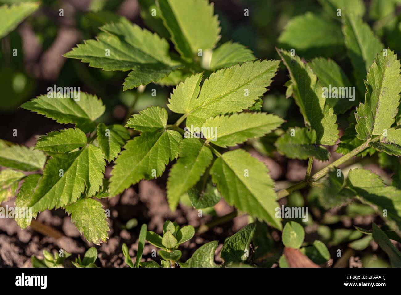 Aegopodium podagraria, ground elder, belongs to the wild herbs Stock ...
