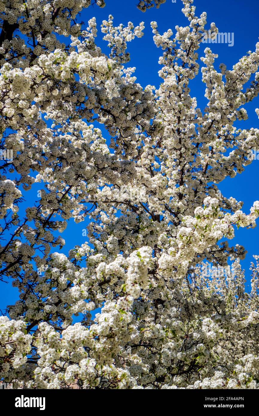 Nm cherry blossom hi-res stock photography and images - Alamy