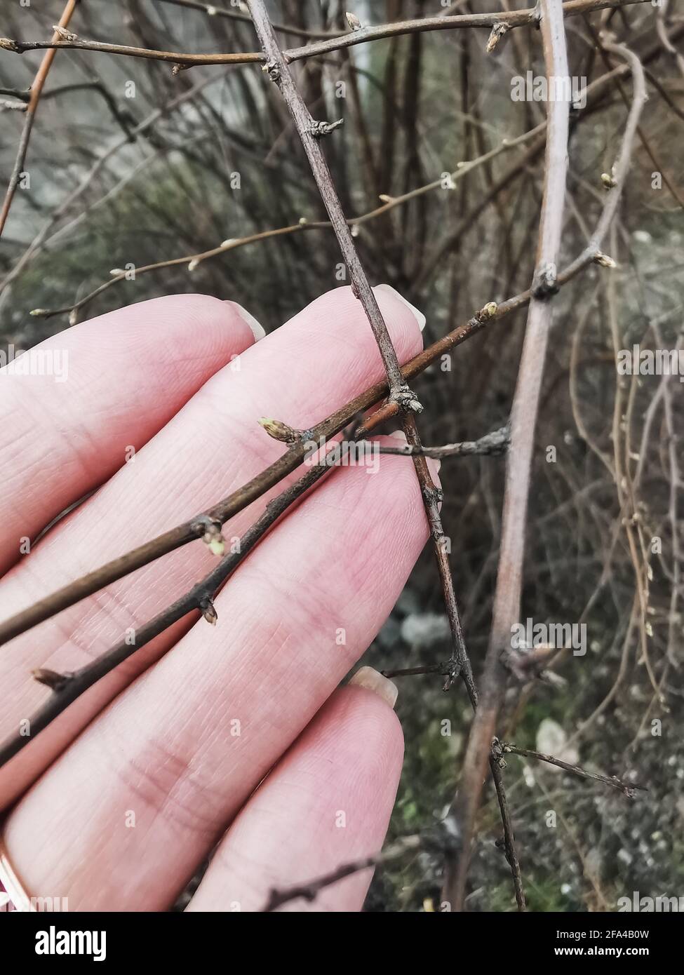 Young tree buds growing hi-res stock photography and images - Alamy