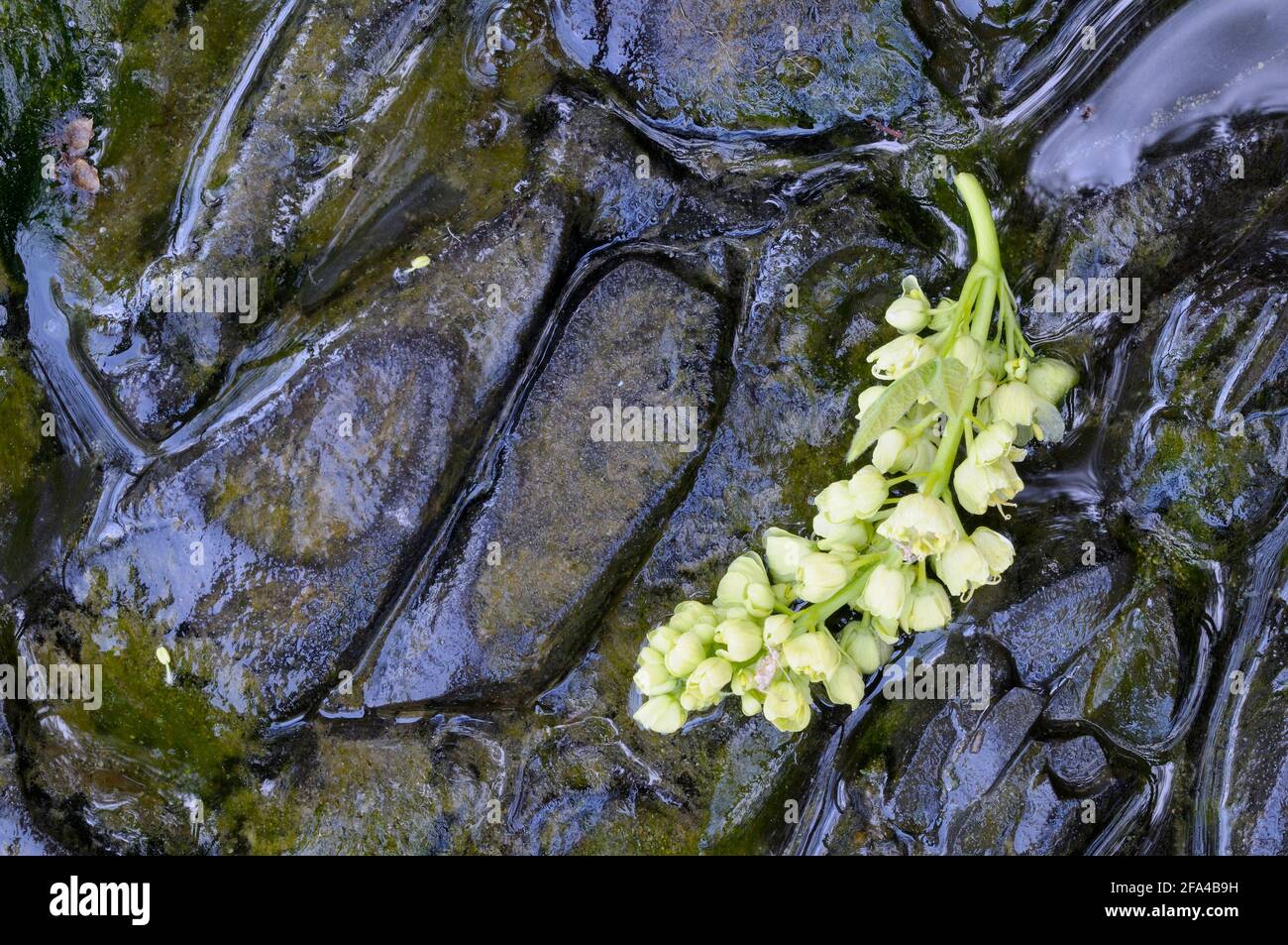 Big leaf maples hi-res stock photography and images - Alamy