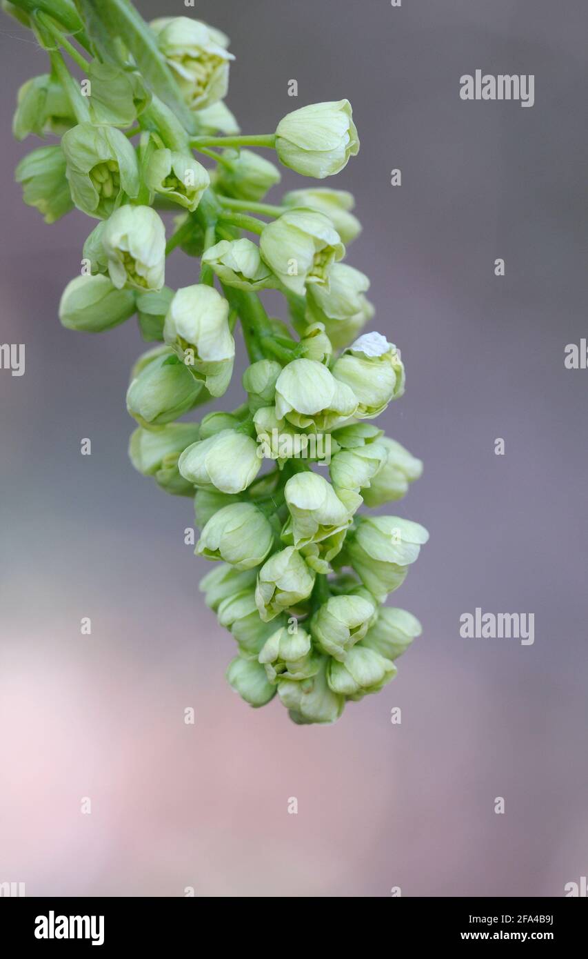 Big Leaf Maple Flower, Cowichan Valley, Vancouver Island, British ...