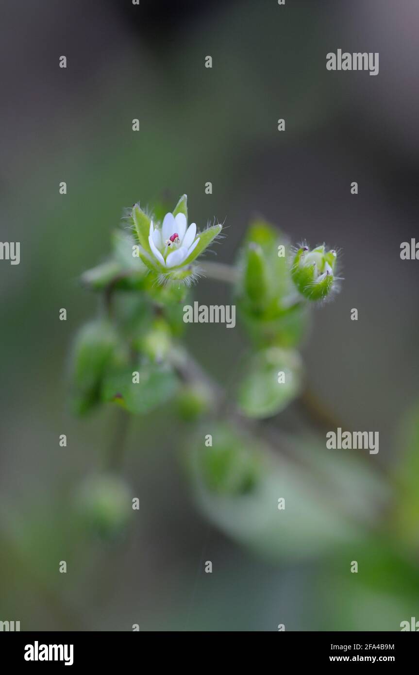 Provincial flower of b c hi-res stock photography and images - Alamy