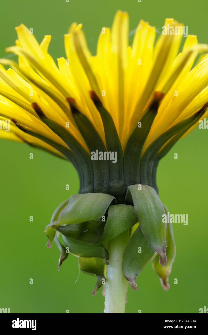 Dandelion, Cowichan Valley, Vancouver Island, British Columbia, Canada ...
