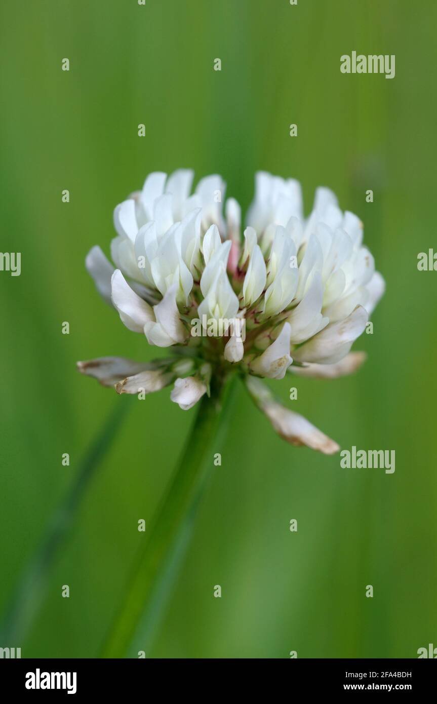 Clover, Cowichan Valley, Vancouver Island, British Columbia, Canada ...