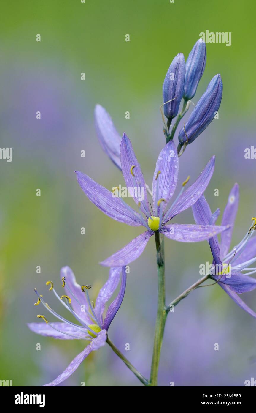 Camas valley hi-res stock photography and images - Alamy