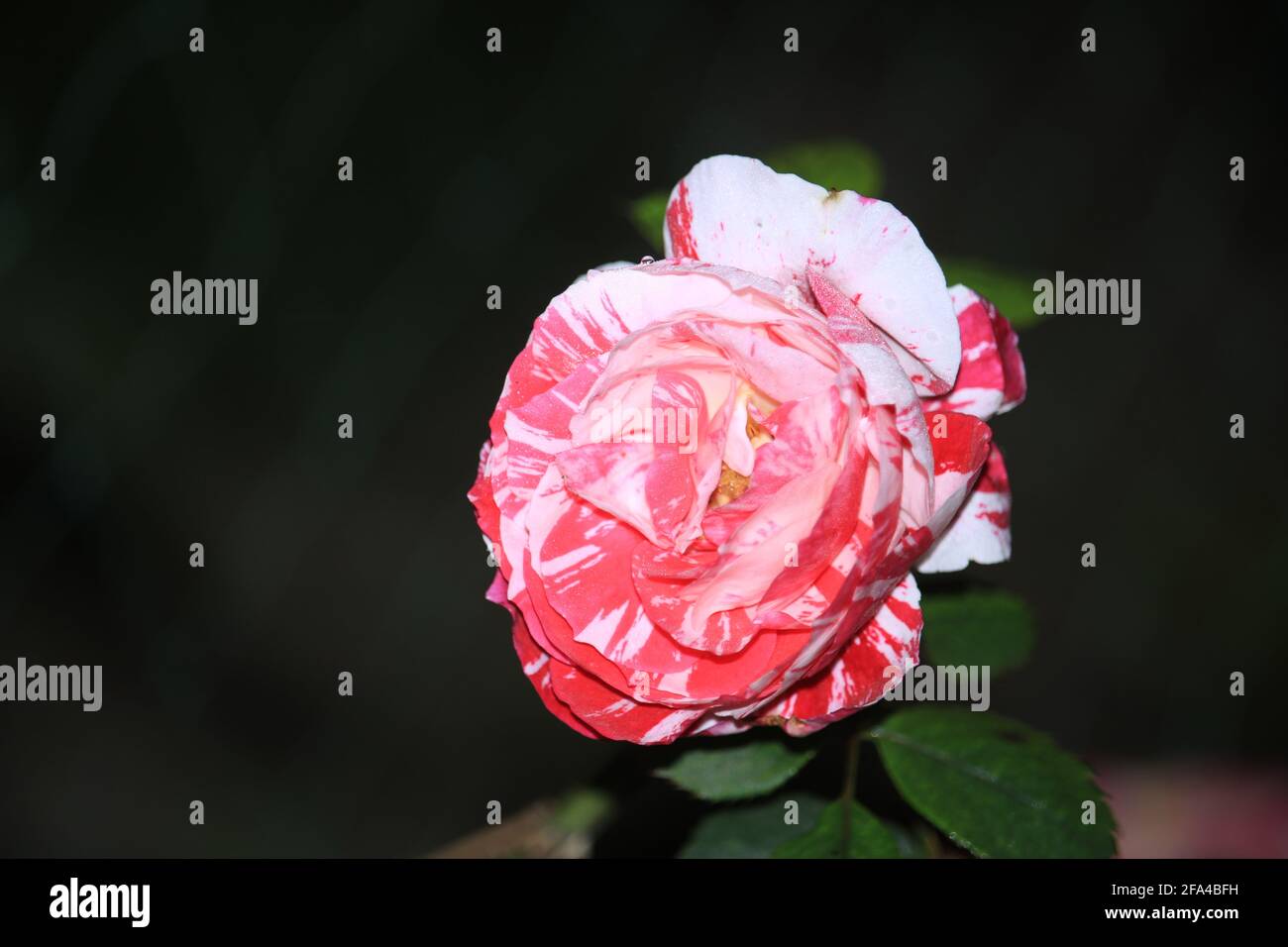 Beautiful rose flower hi-res stock photography and images - Alamy
