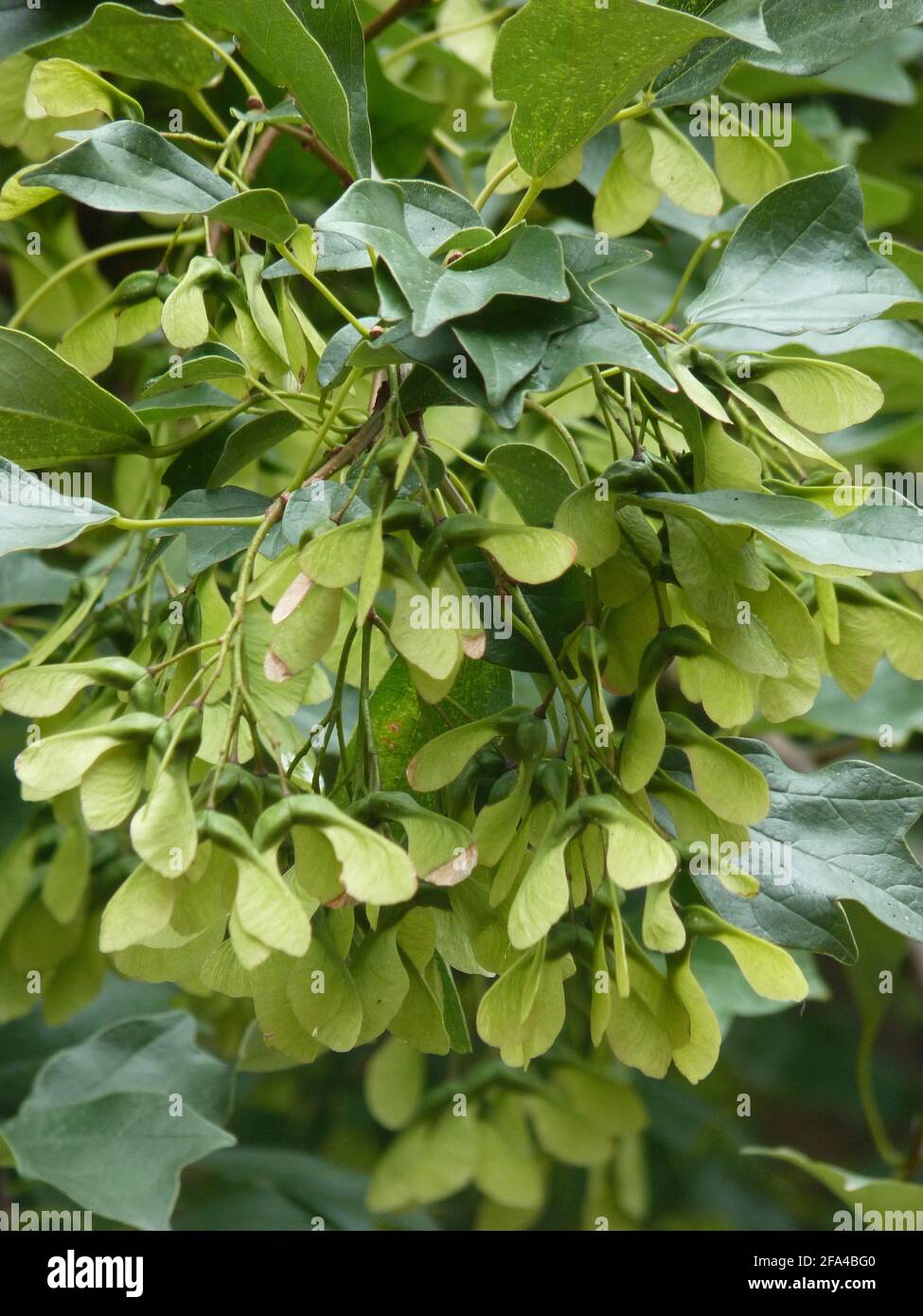 Double-winged samaras of Acer monspessulanum (Montpellier maple Stock ...