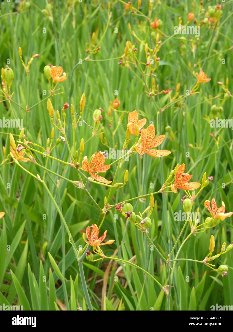 Iris domestica hi-res stock photography and images - Alamy