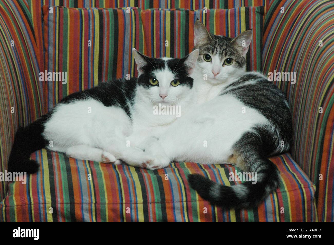 Cuddling kittens hi-res stock photography and images - Alamy
