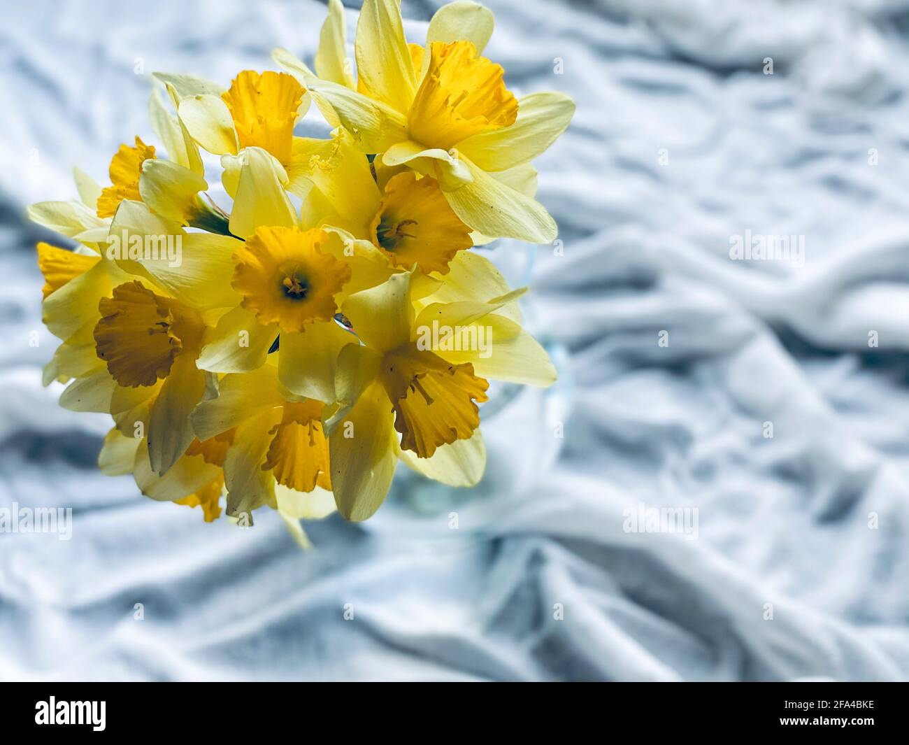 yellow daffodils in a vase on a white background, free space, top view ...