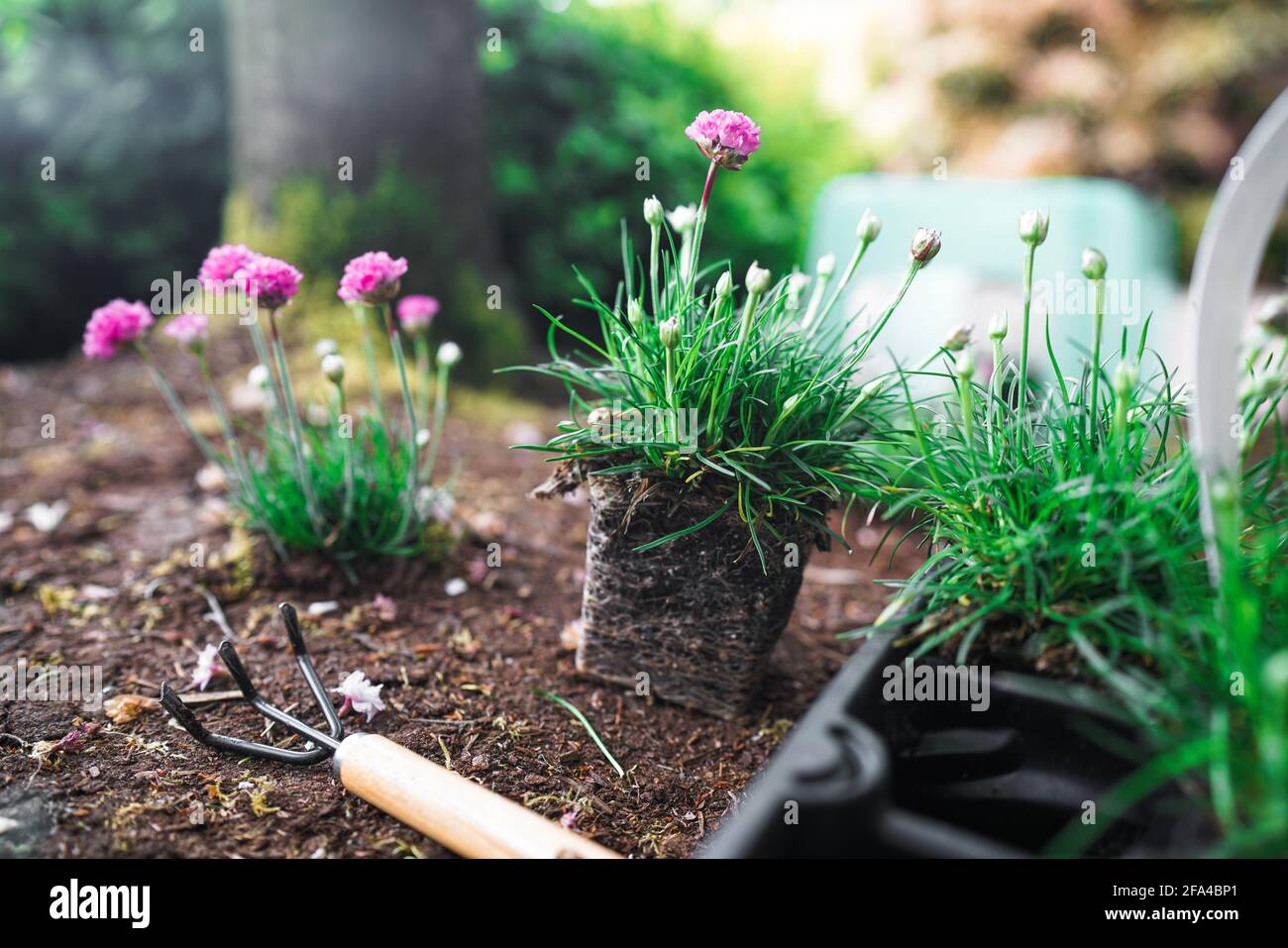 Ground cover planting hi-res stock photography and images - Alamy