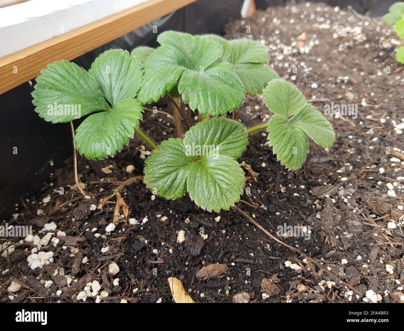 Strawberry seedling in brown soil - green environment Stock Photo - Alamy