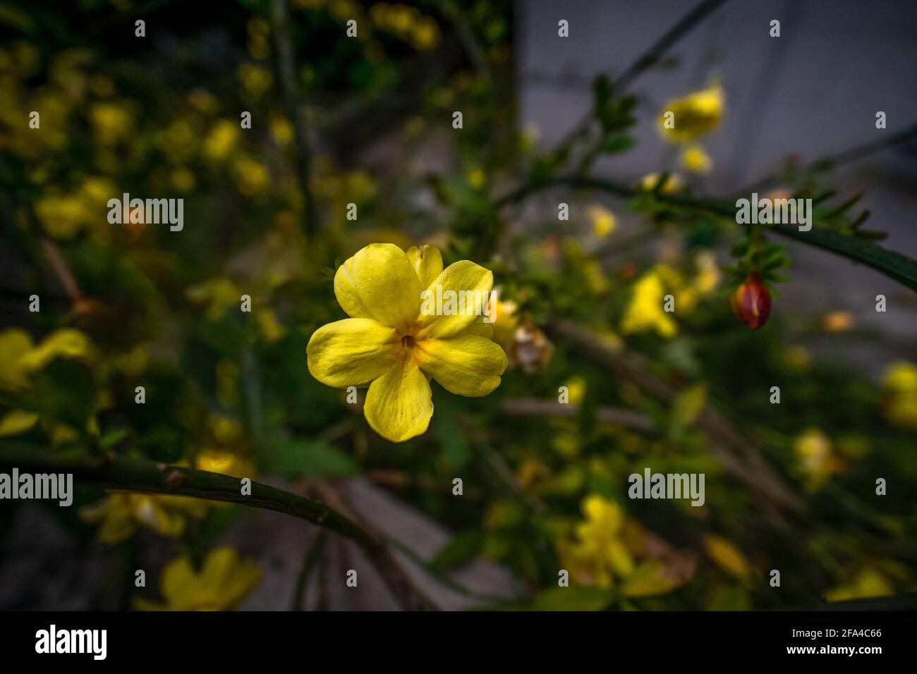 Yellow Japanese jasmine flower with blurred background Stock Photo - Alamy