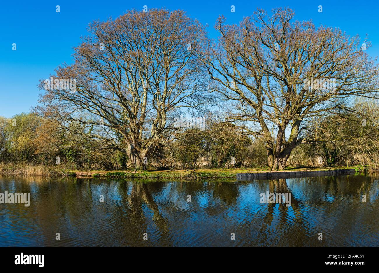 Trees over River Exe, Topsham, Exeter, Devon, England Stock Photo - Alamy