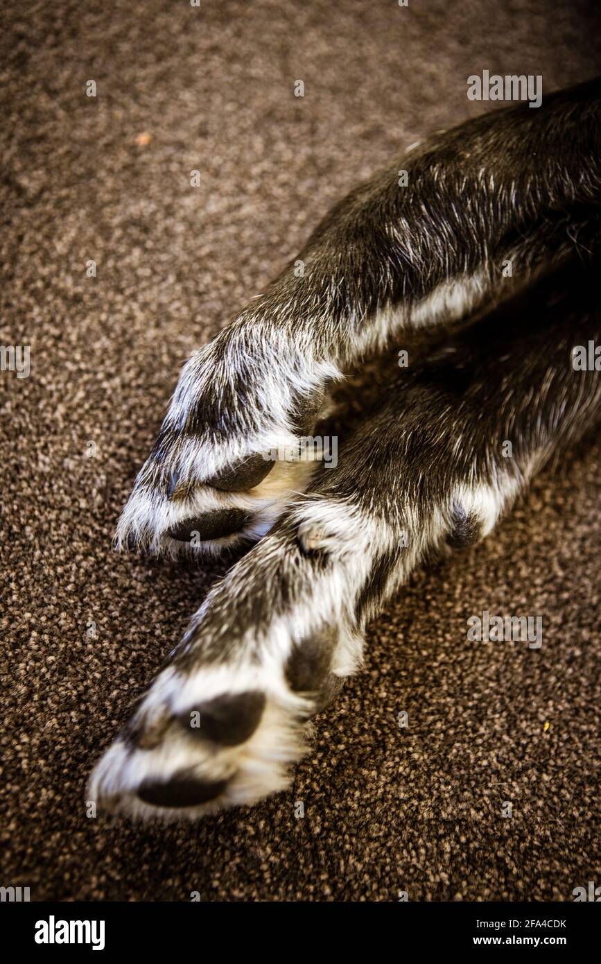 The dogs front legs hi-res stock photography and images - Alamy
