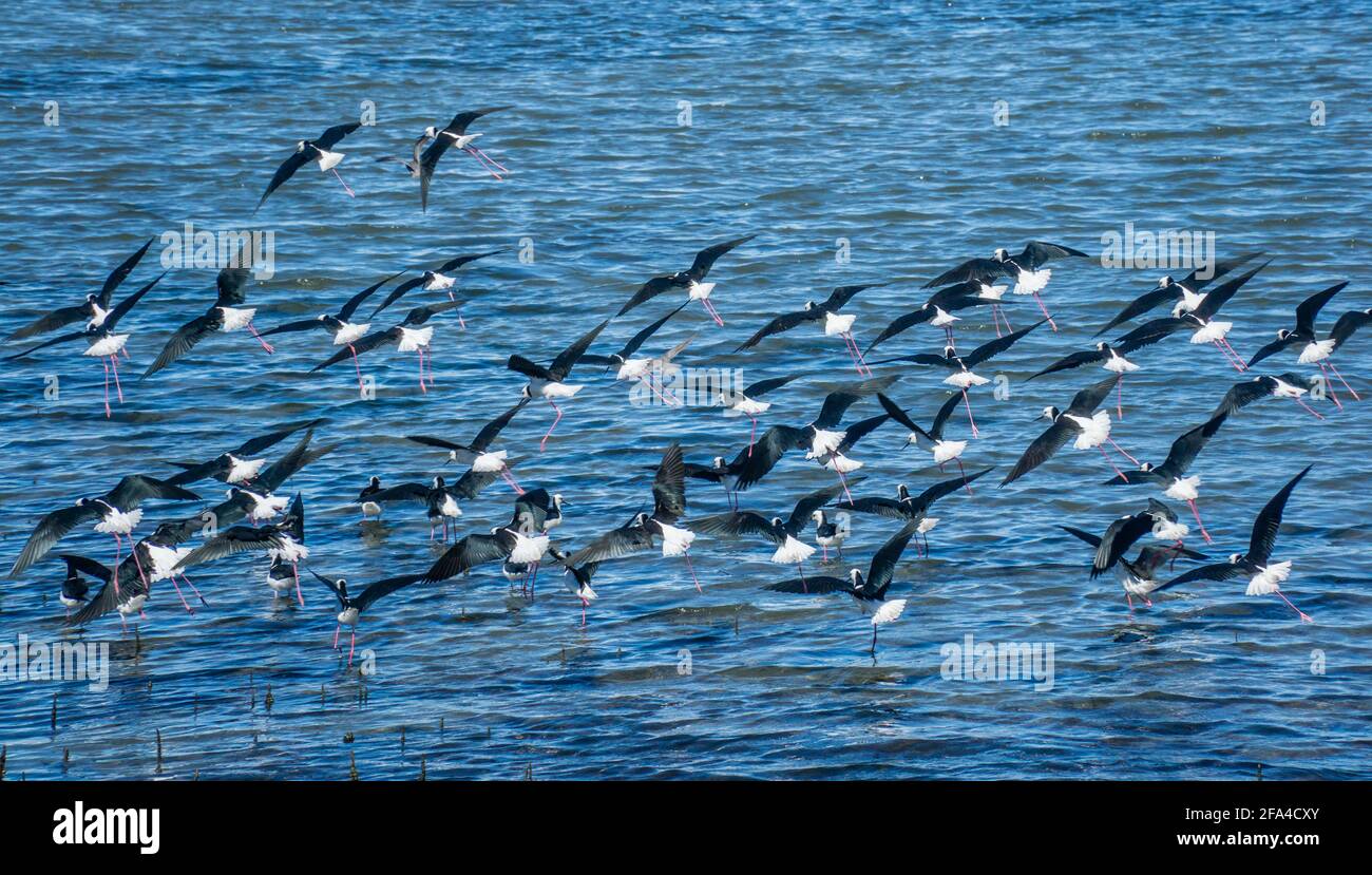 a flock of Pied stilts in flight at Godwin Beach foreshore, Moreton Bay ...