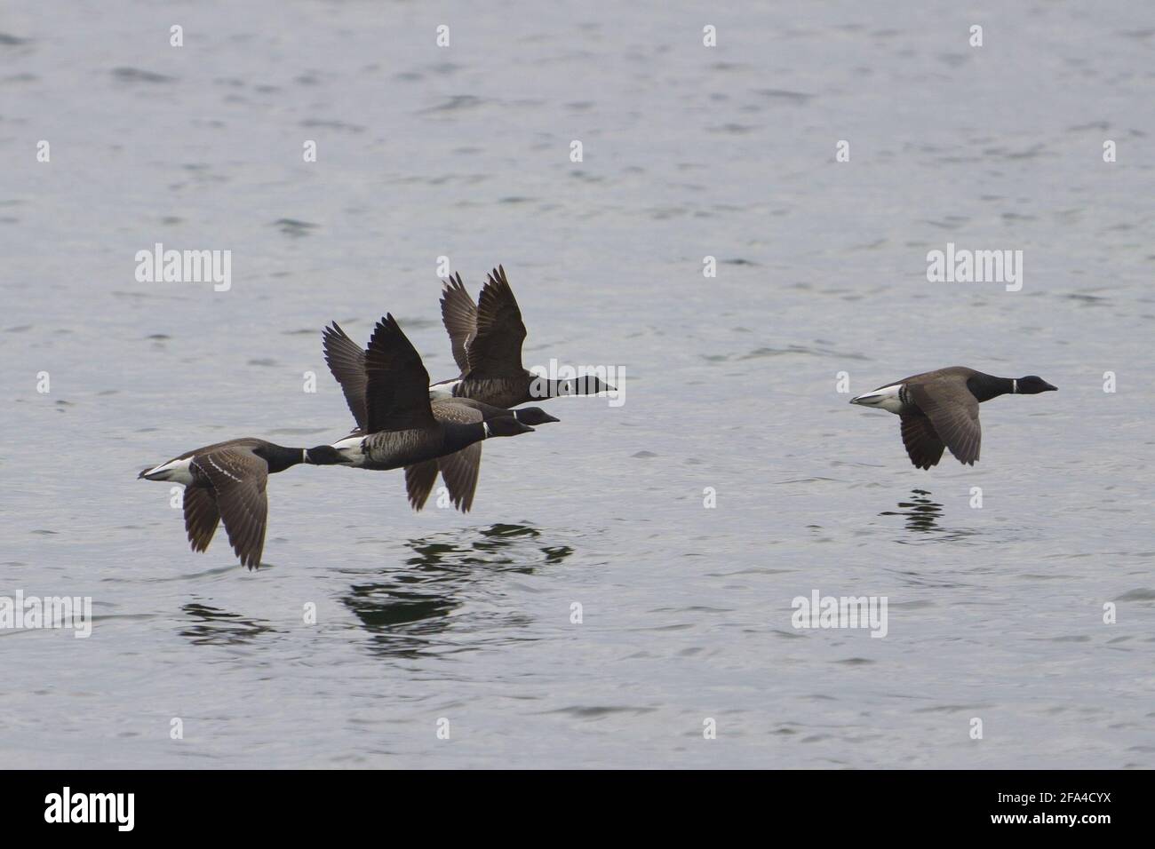 Brant bird hi-res stock photography and images - Alamy