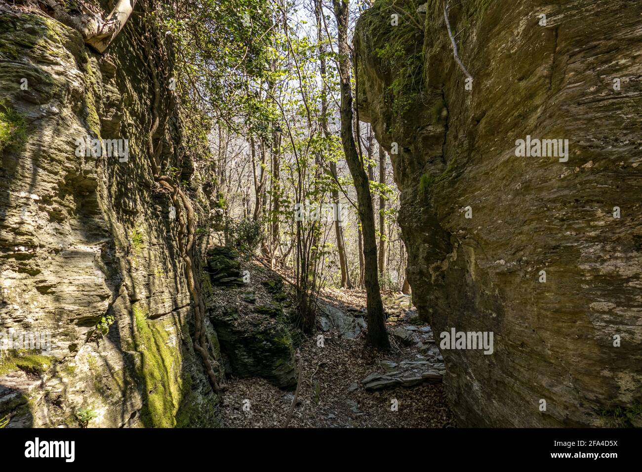Narrow way between rocky cliffs in a forest with trees and rocks ...