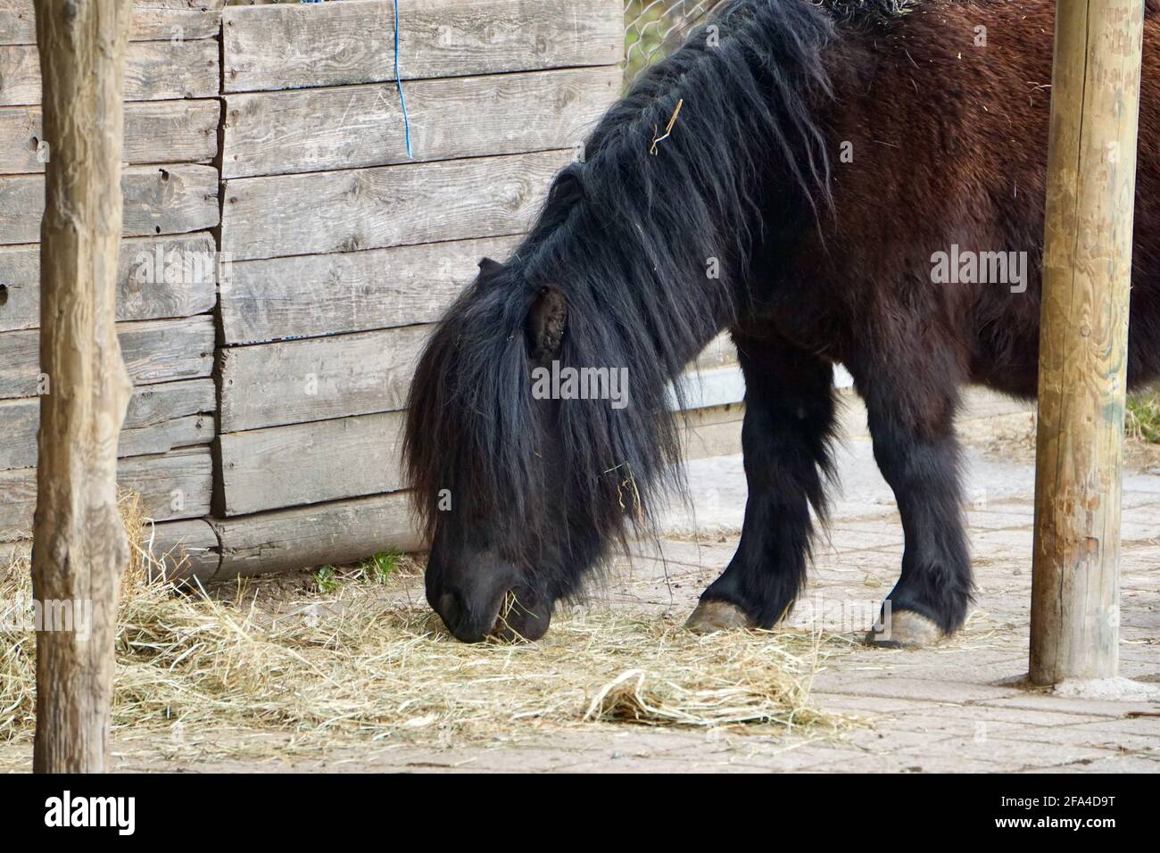 Brown pony eating hay outside of a stable Stock Photo - Alamy
