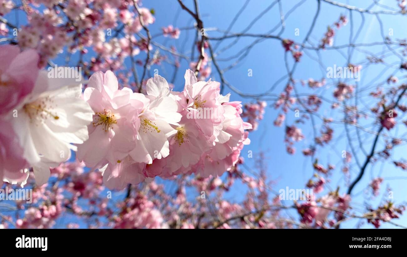 Tree filled cherry flowers hi-res stock photography and images - Alamy