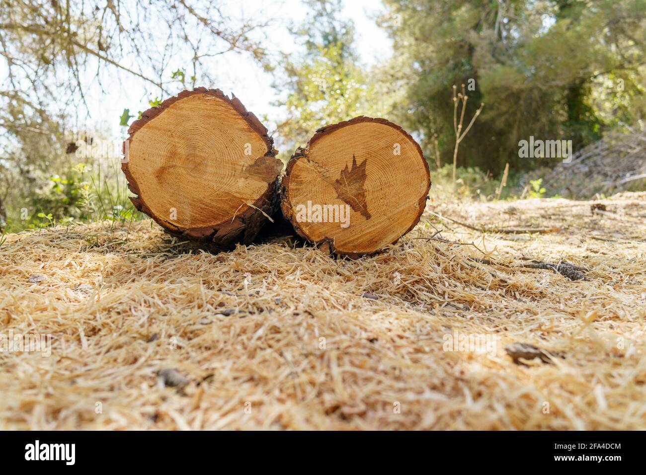 Trunks cut trees on ground hi-res stock photography and images - Alamy
