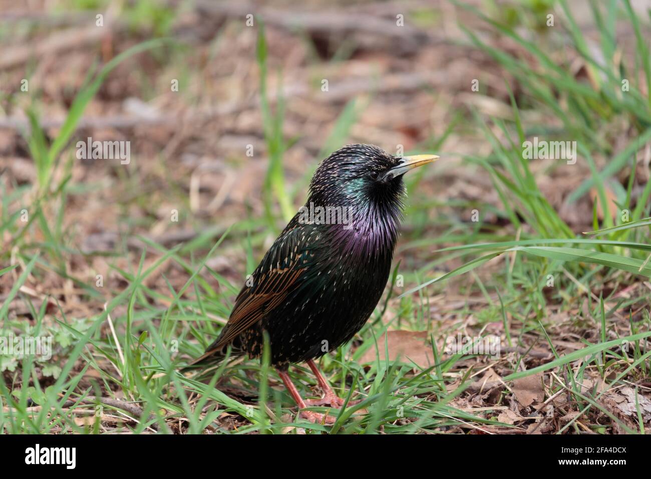 likely breeding male common starling in profile magnificently ...