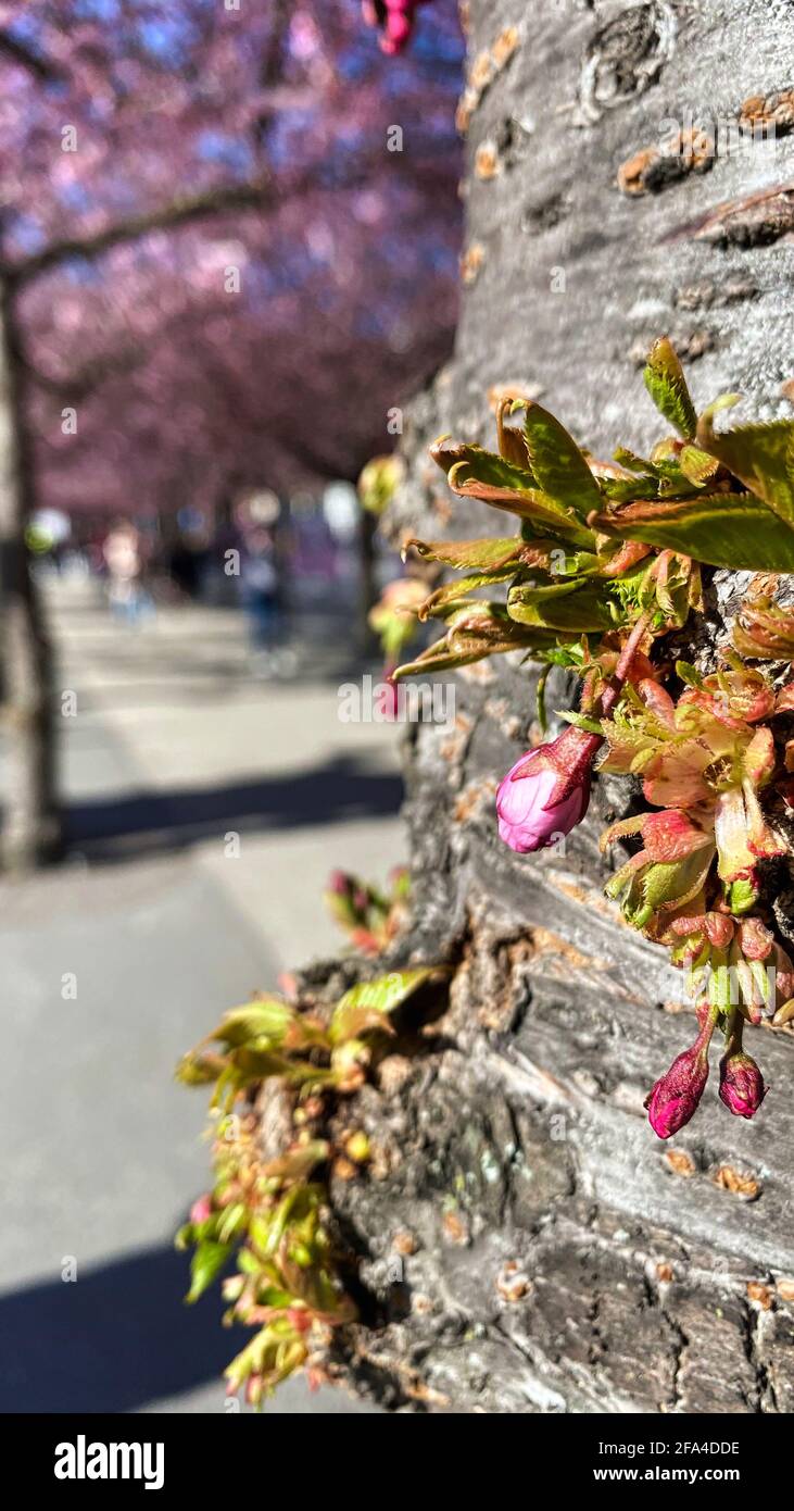Tree filled cherry flowers hi-res stock photography and images - Alamy